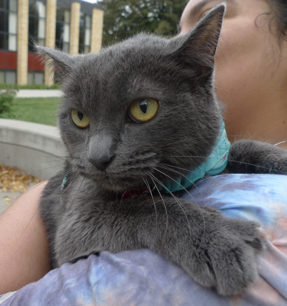 Blessing of the Animals: how campus ministry spreads paws-itivity ...
